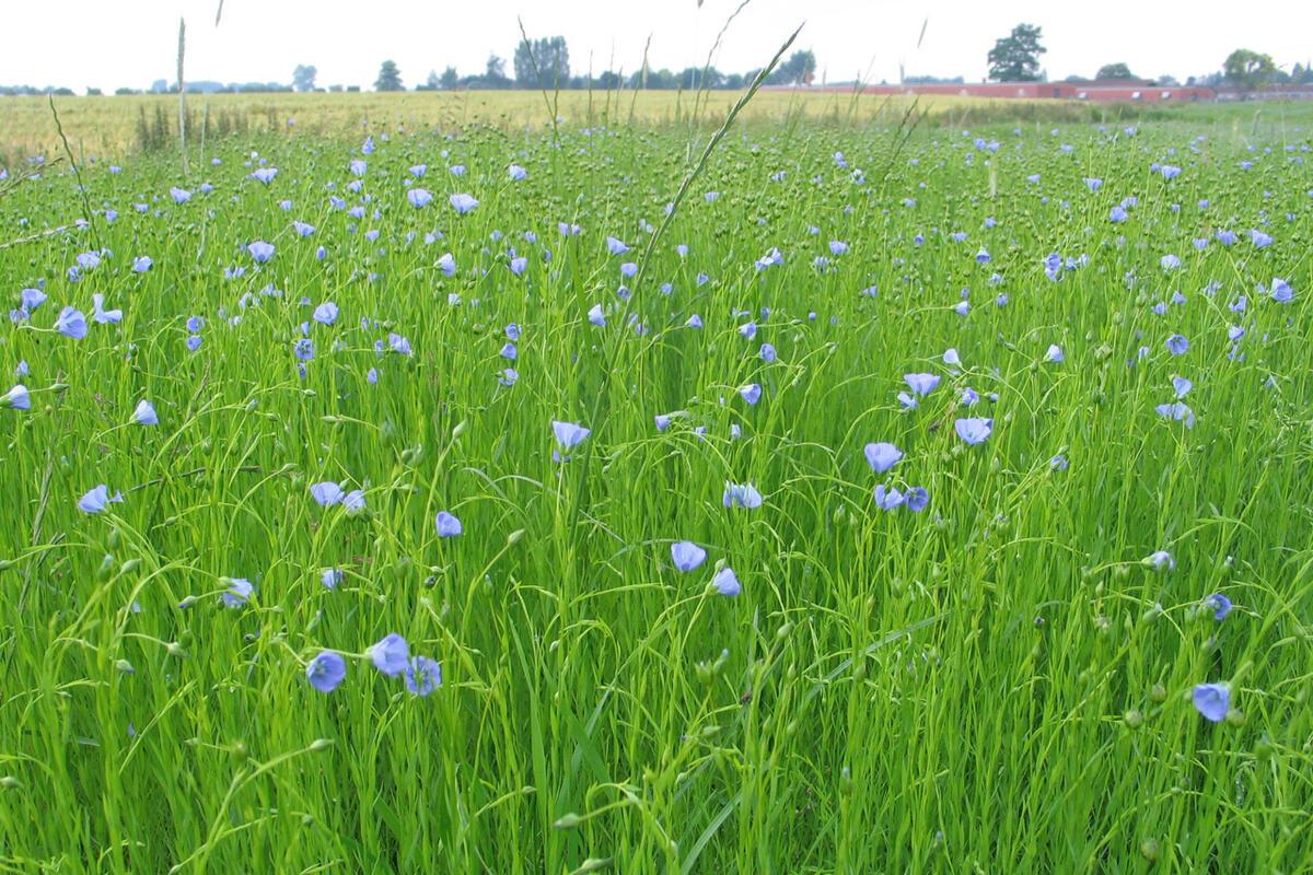 Productiegegevens vlas | Landbouw & Visserij