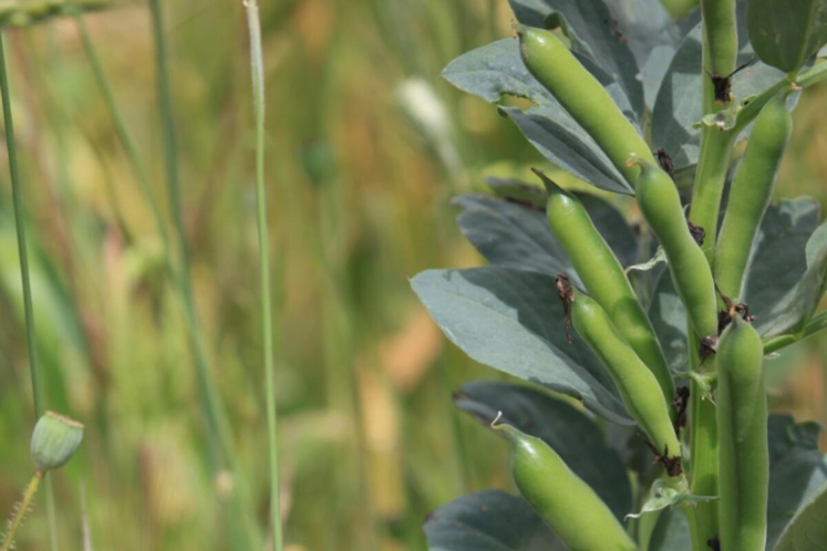 Veldproeven voor de Belgische rassenlijst – veldboon | Landbouw & Visserij